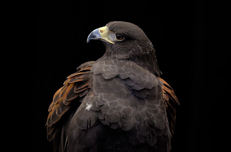 ANNA WROBEL PHOTOGRAPHY | Captive Raptor Shoot